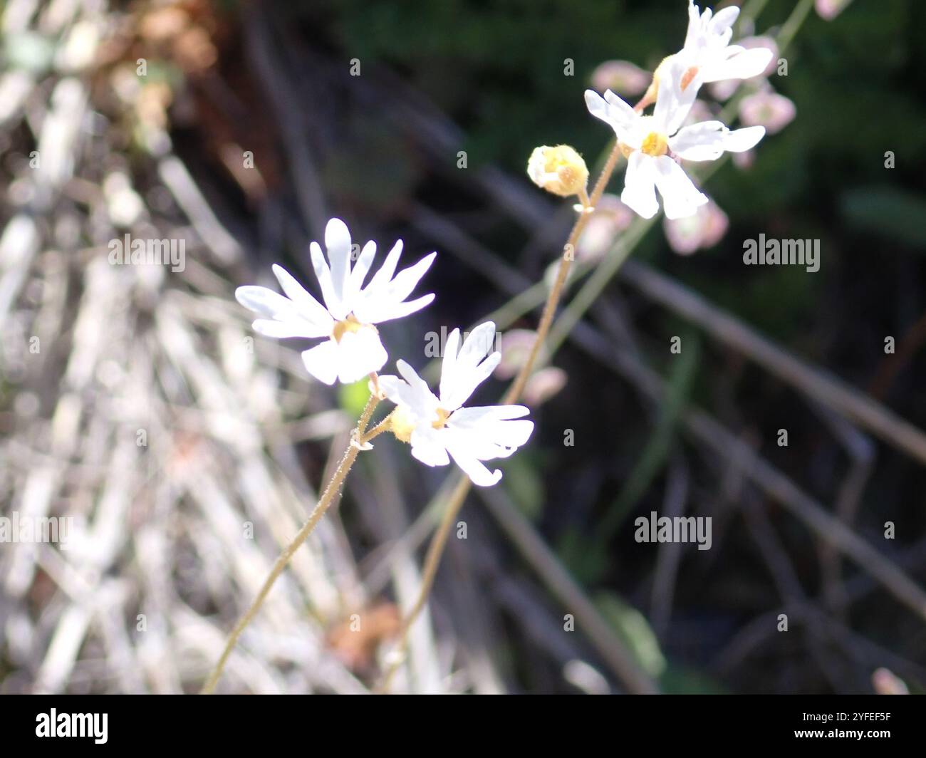 Pink woodland star (Lithophragma parviflorum parviflorum Stock Photo ...