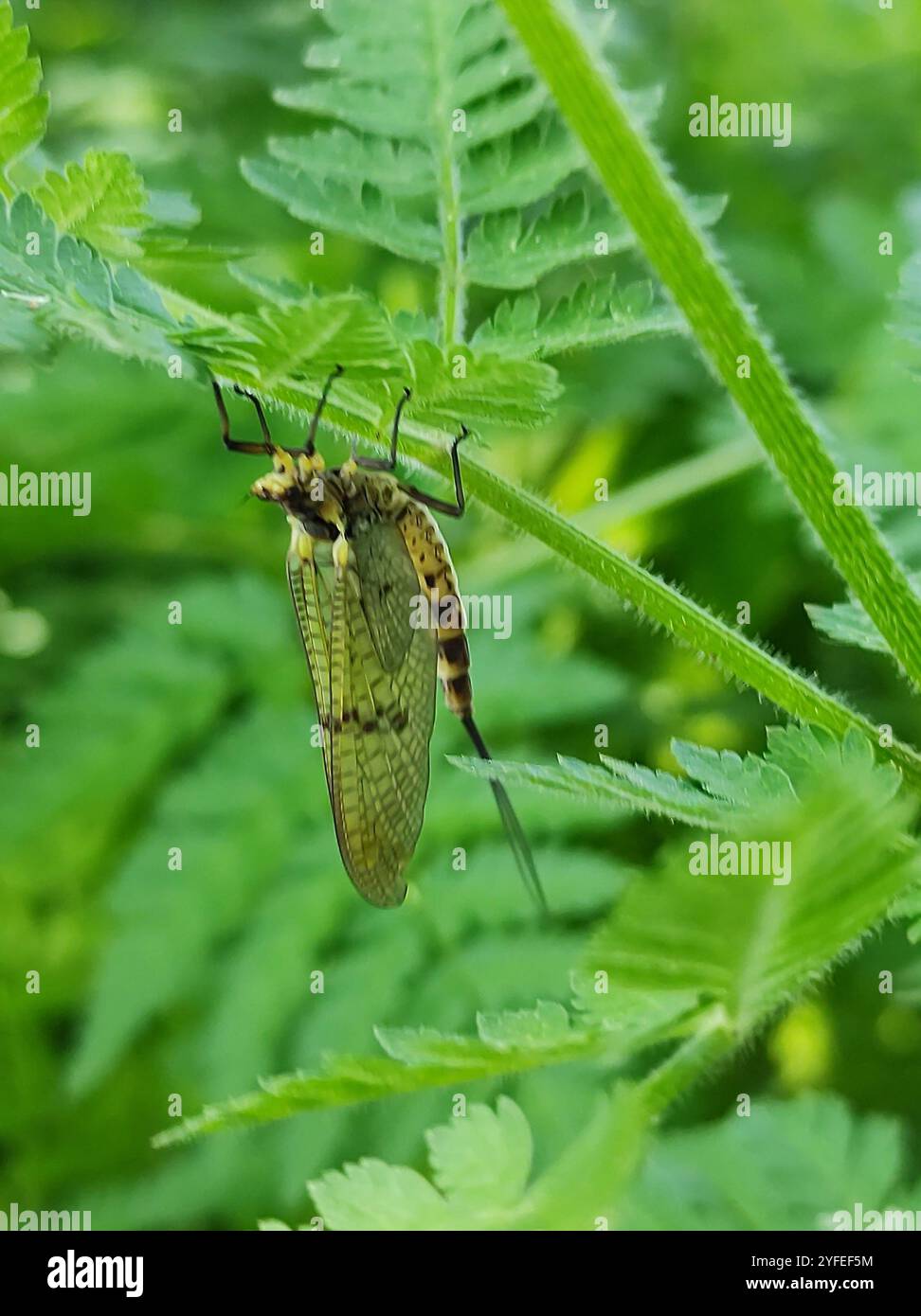 European Green Drake (Ephemera danica Stock Photo - Alamy