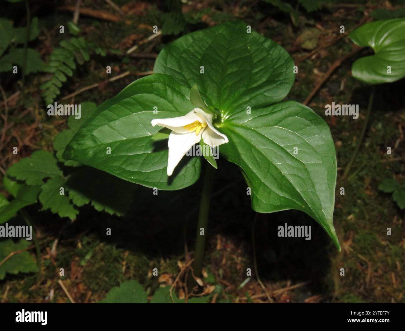 Pacific trillium (Trillium ovatum Stock Photo - Alamy