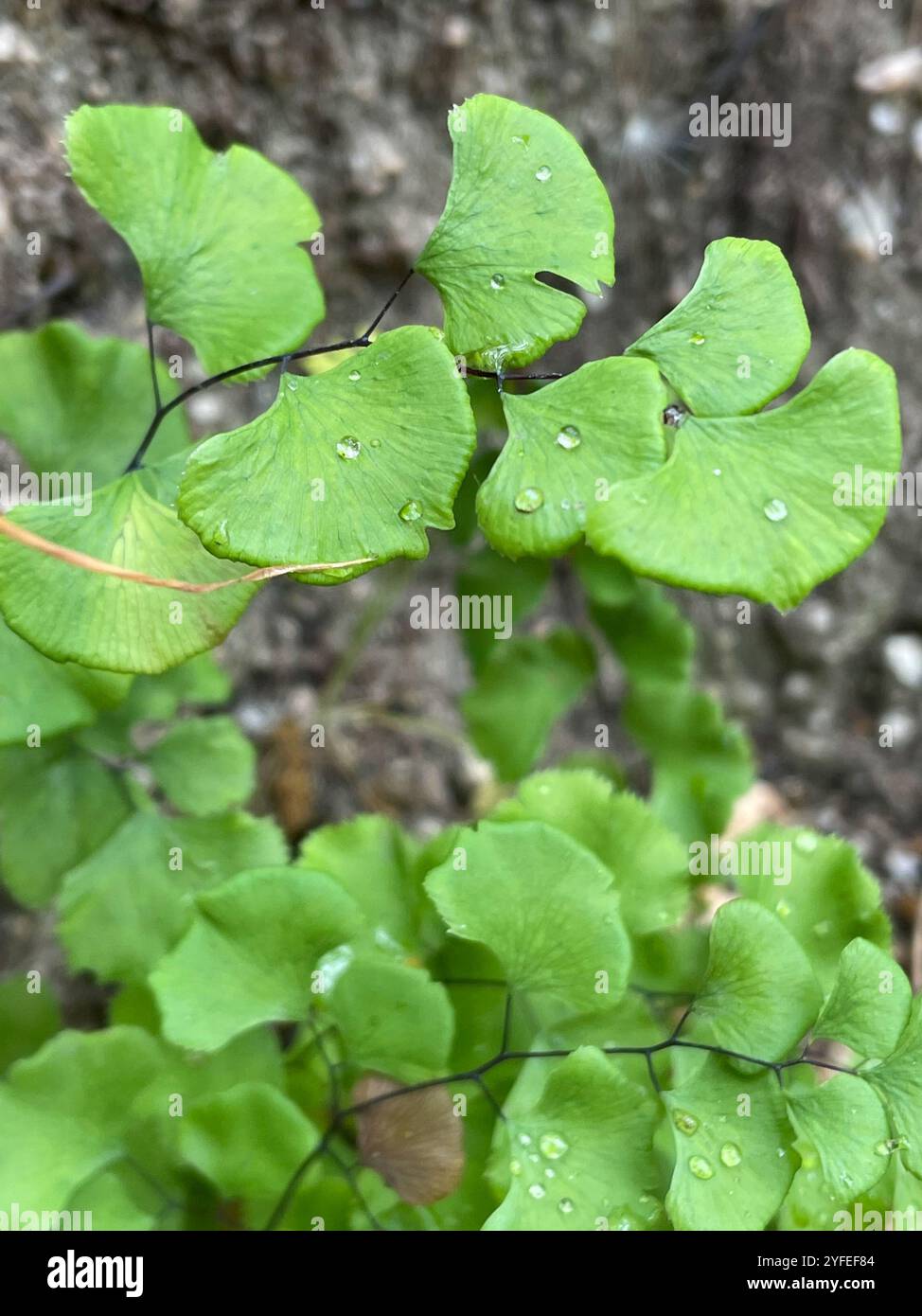 California Maidenhair Fern (Adiantum jordanii Stock Photo - Alamy