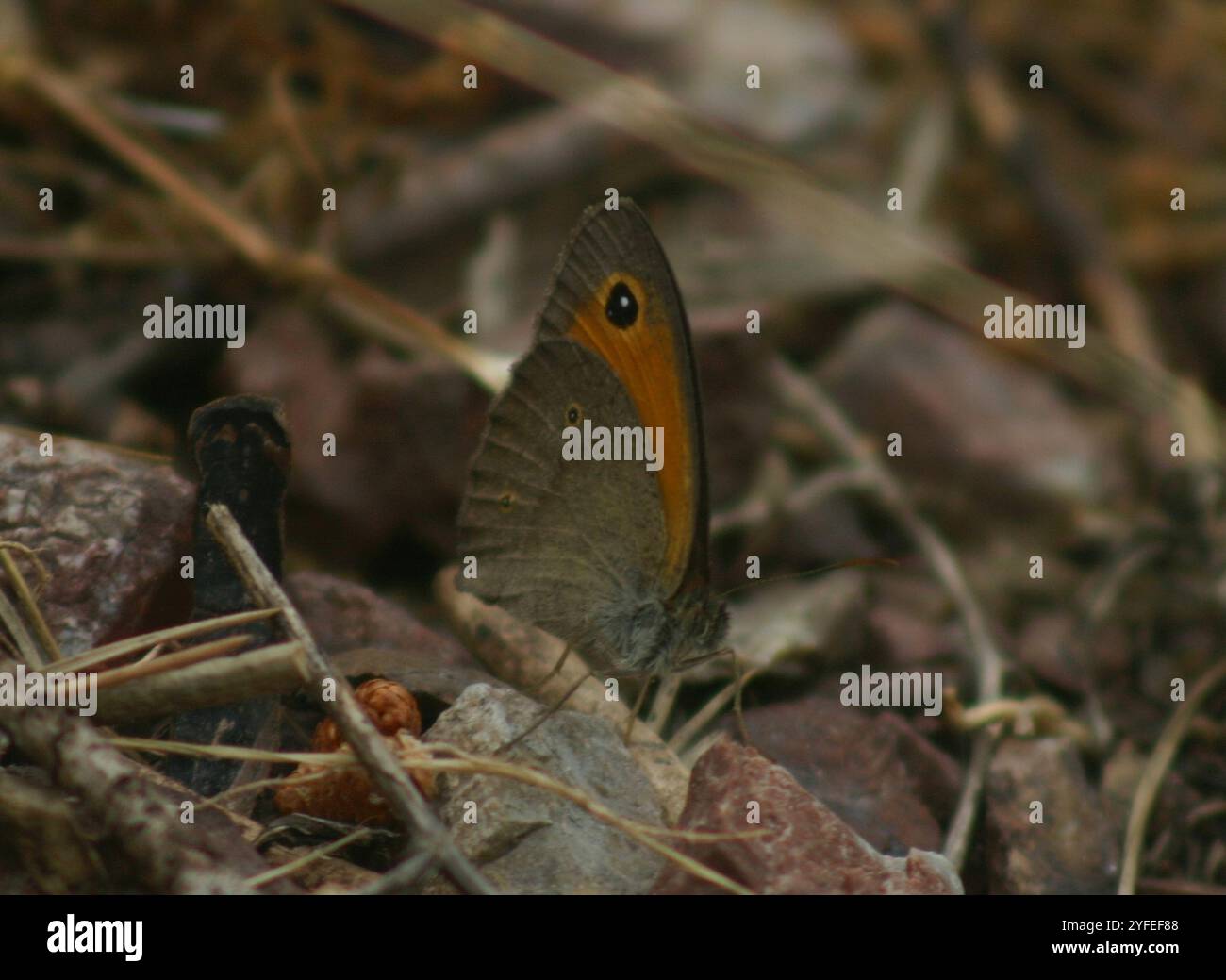 Persian Meadow Brown (Maniola telmessia Stock Photo - Alamy