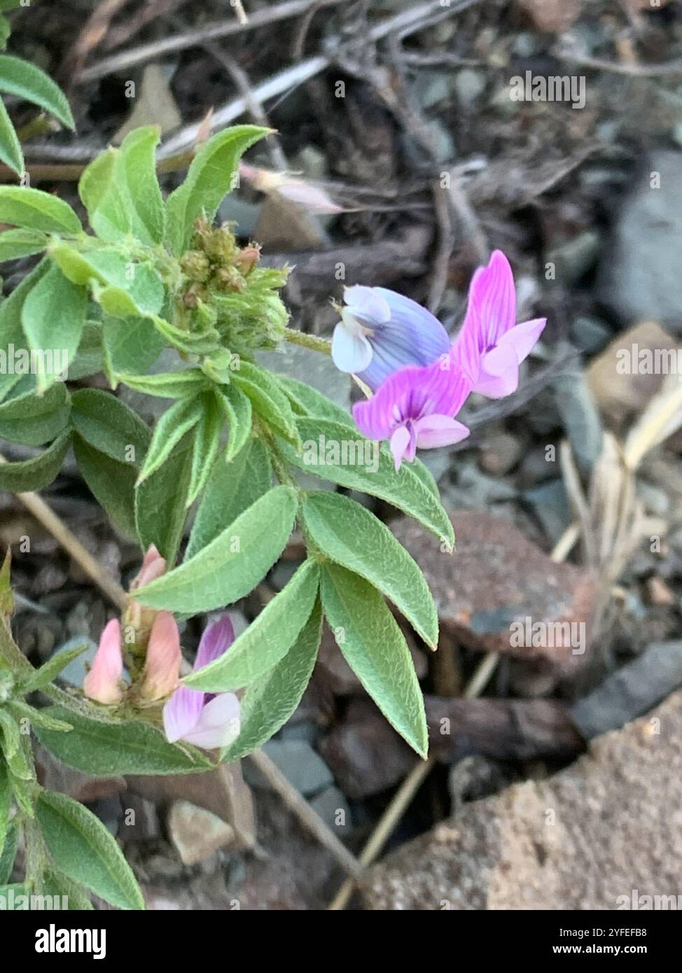 Bent-flower Milkvetch (Astragalus vexilliflexus Stock Photo - Alamy