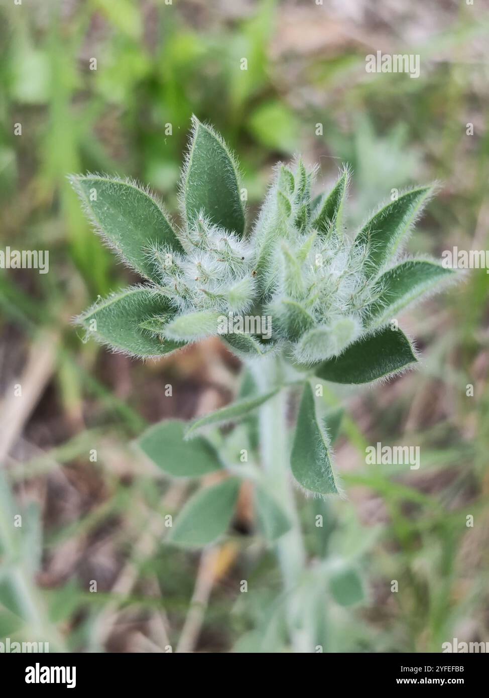 Hairy canary clover lotus hirsutus hi-res stock photography and images ...