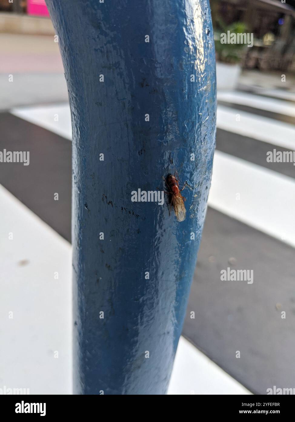 Florida Carpenter Ant (Camponotus floridanus Stock Photo - Alamy