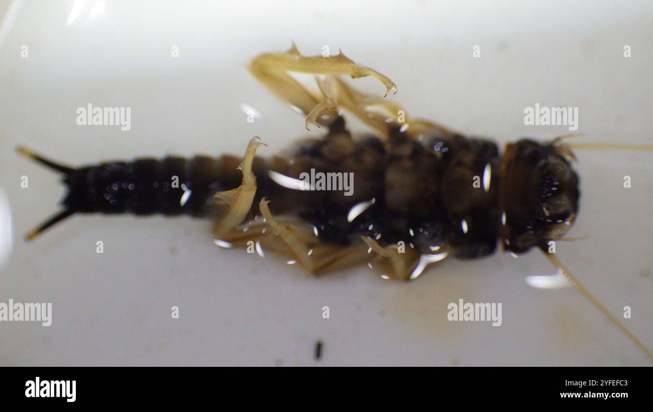 Common Stoneflies (Perlidae Stock Photo - Alamy
