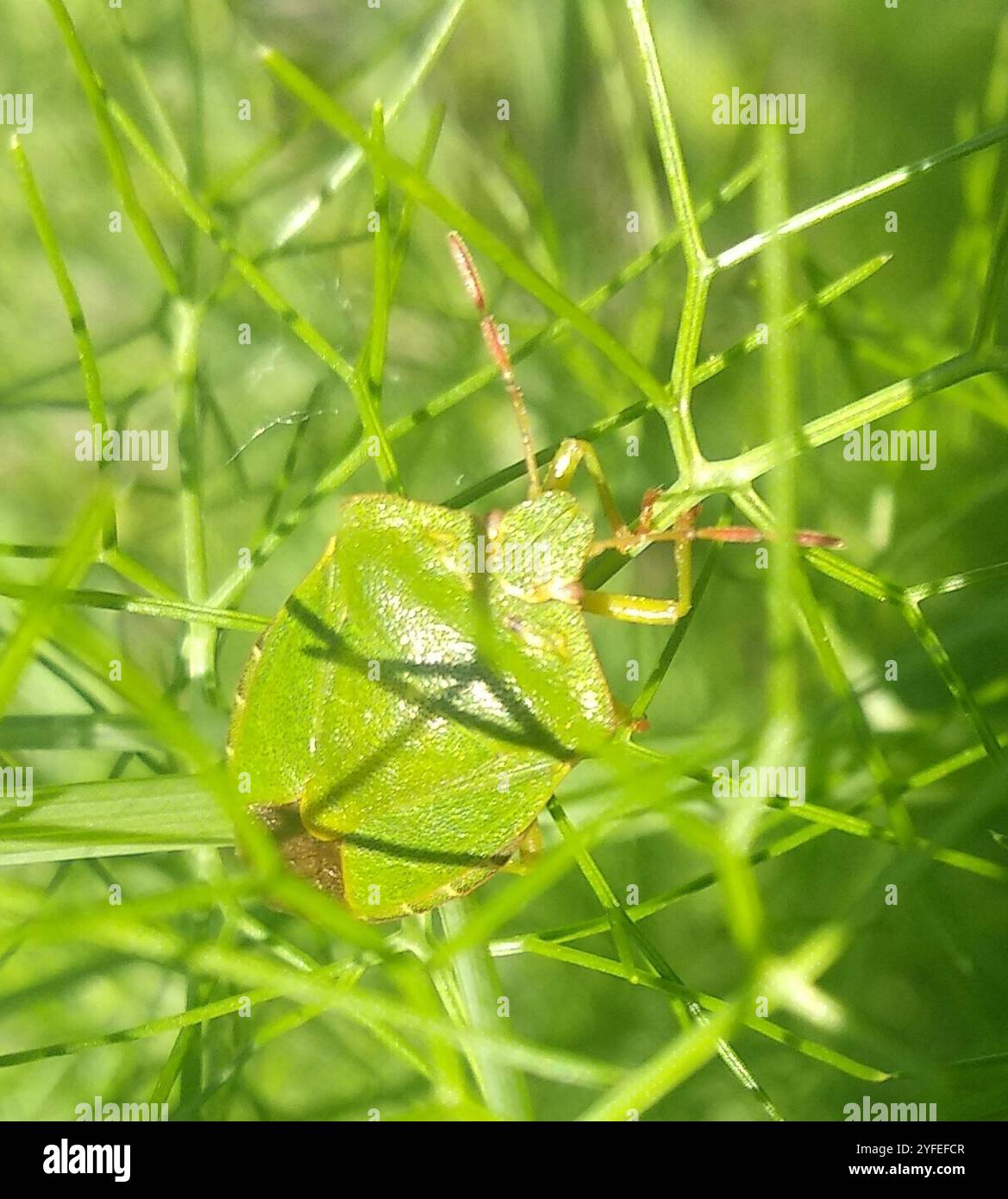Green Shield Bug (Palomena prasina Stock Photo - Alamy