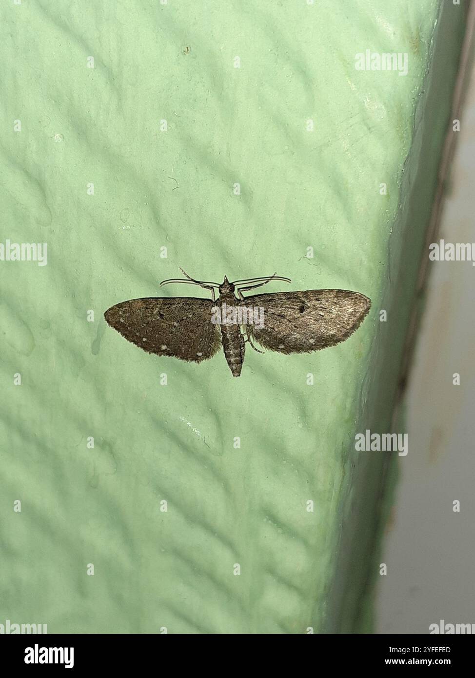 White-spotted Pug Moth (Eupithecia tripunctaria Stock Photo - Alamy