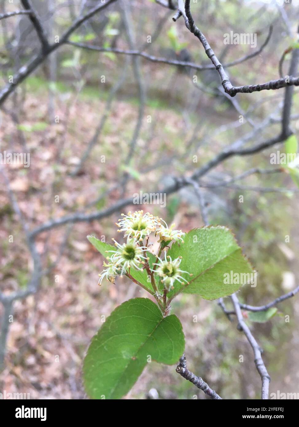 Nantucket Shadbush (Amelanchier nantucketensis Stock Photo - Alamy
