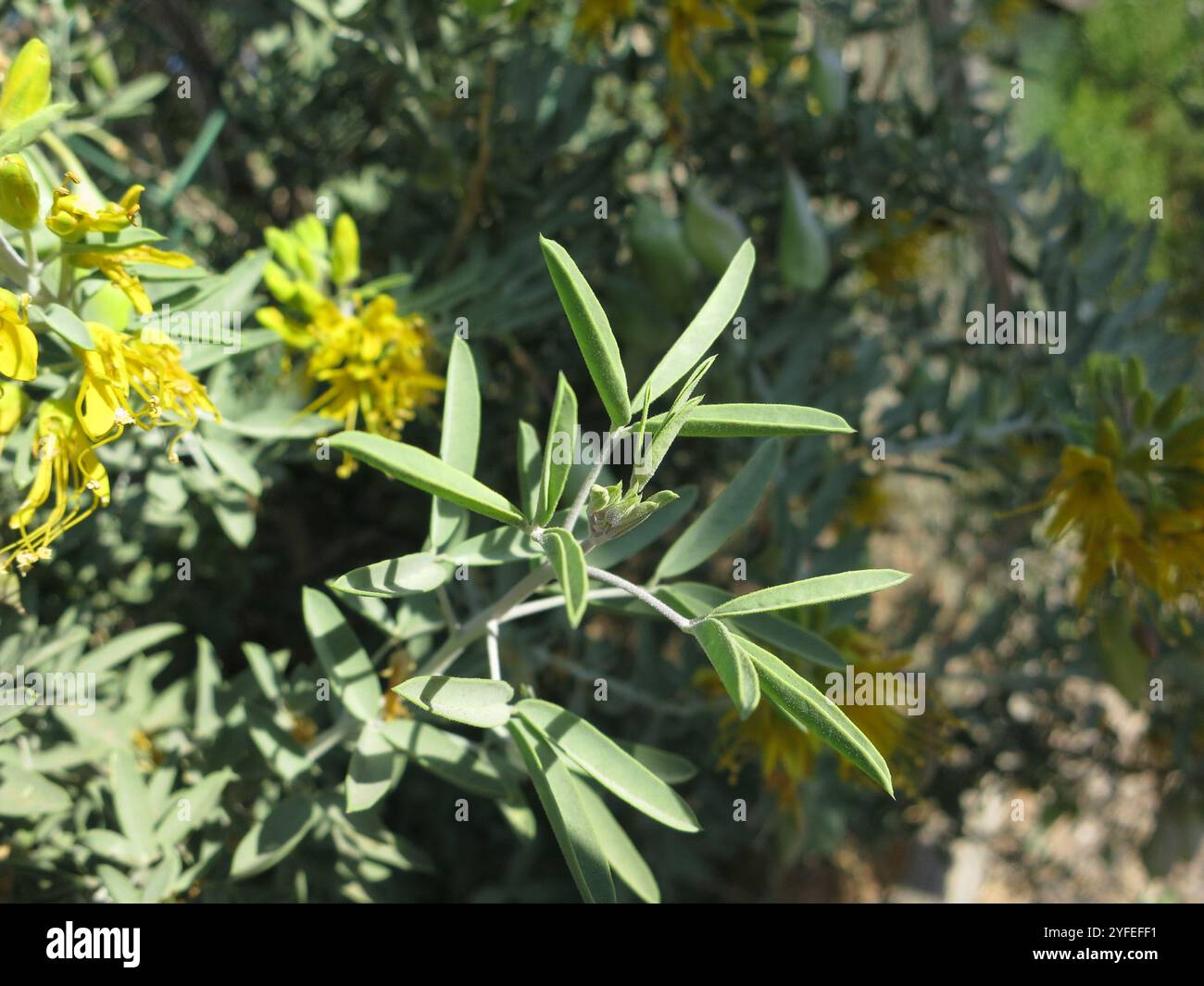 Bladderpod (Cleomella arborea Stock Photo - Alamy