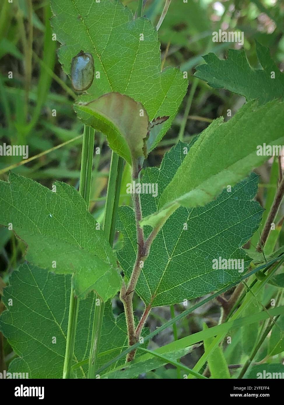 Prairie Crab Apple (Malus ioensis Stock Photo - Alamy