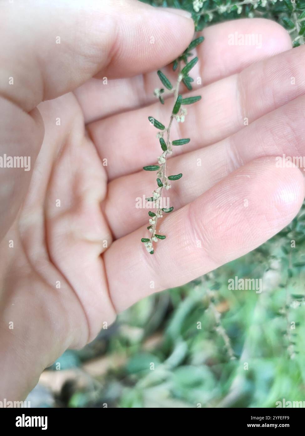 tauhinu (Pomaderris amoena Stock Photo - Alamy