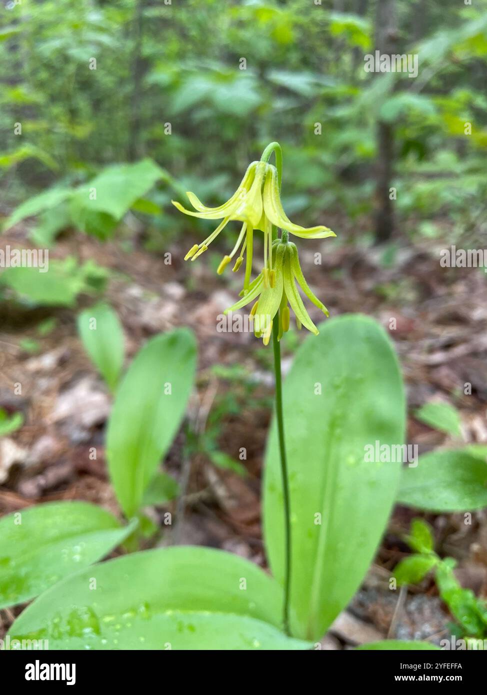 bluebead lily (Clintonia borealis Stock Photo - Alamy