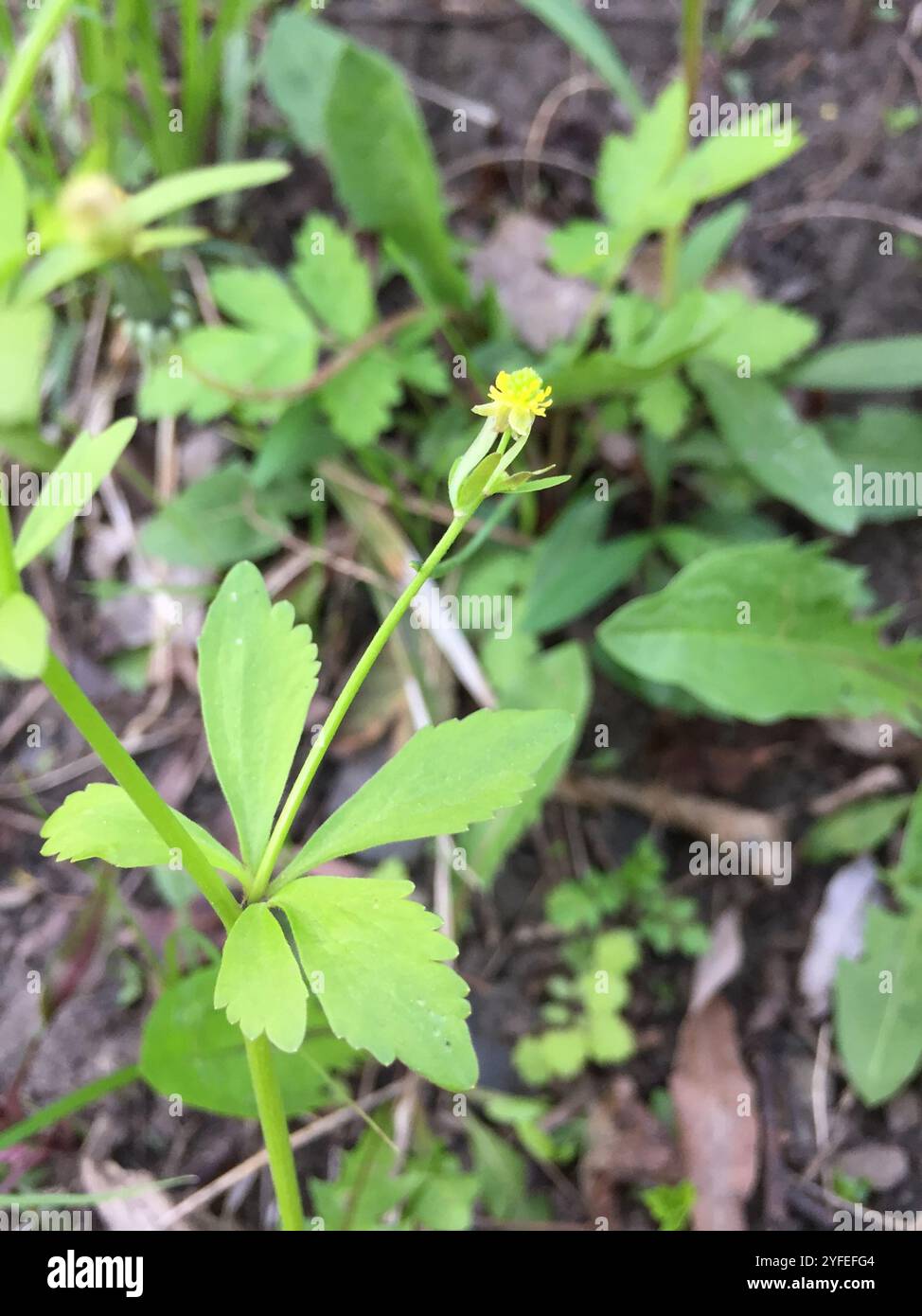 small-flowered buttercup (Ranunculus abortivus Stock Photo - Alamy