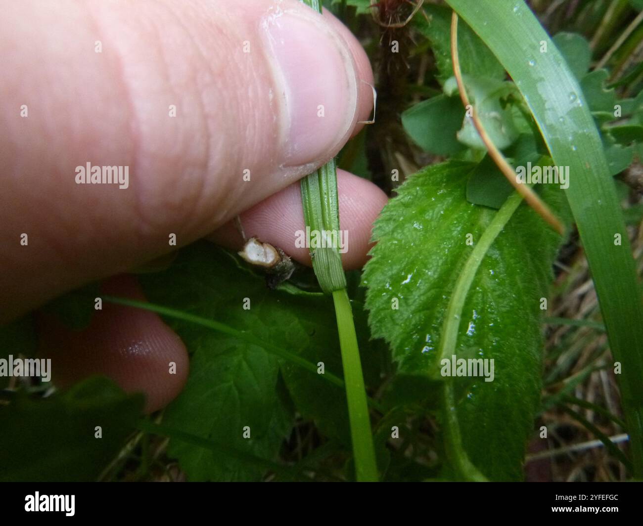 pale sedge (Carex pallescens Stock Photo - Alamy