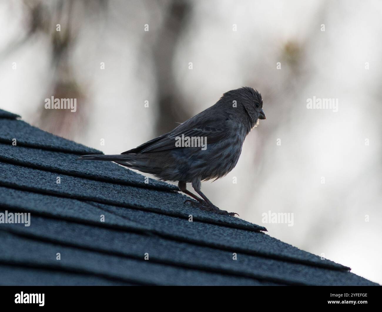 House Finch (Haemorhous mexicanus Stock Photo - Alamy