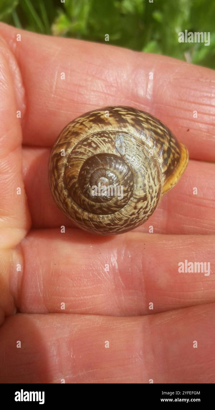 Copse Snail (Arianta arbustorum Stock Photo - Alamy