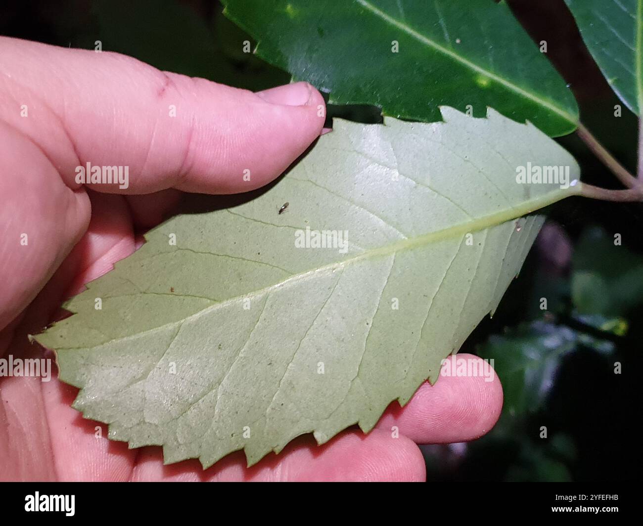 five finger (Pseudopanax arboreus Stock Photo - Alamy