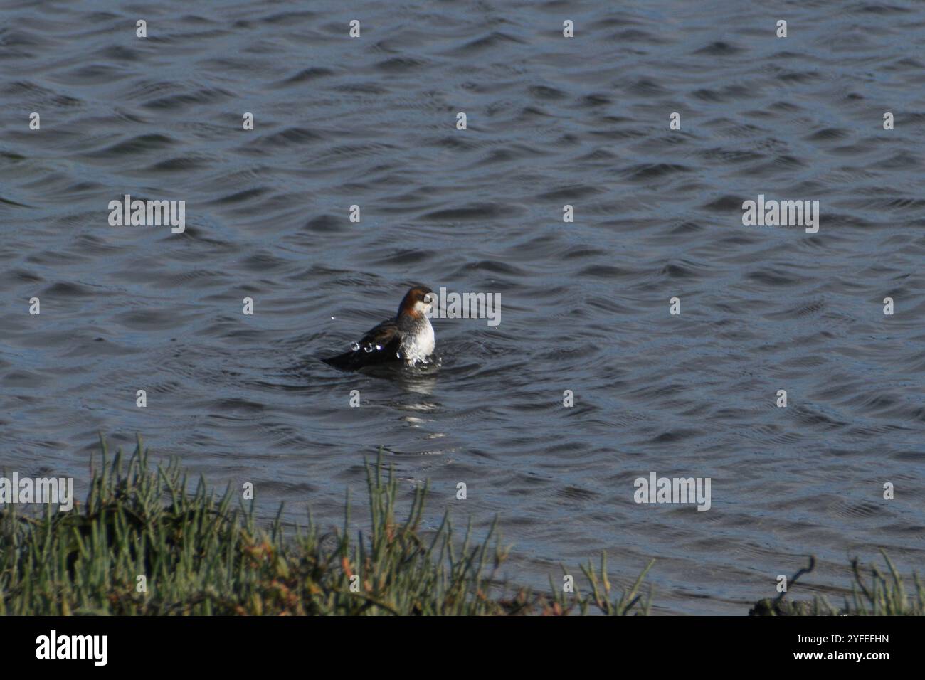 Red-necked Phalarope (Phalaropus lobatus Stock Photo - Alamy
