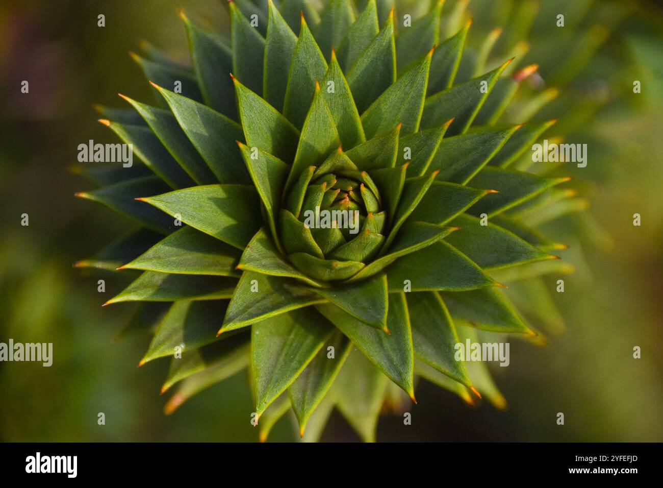 London, UK. 4th November 2024. Detail of a monkey puzzle tree (Latin ...