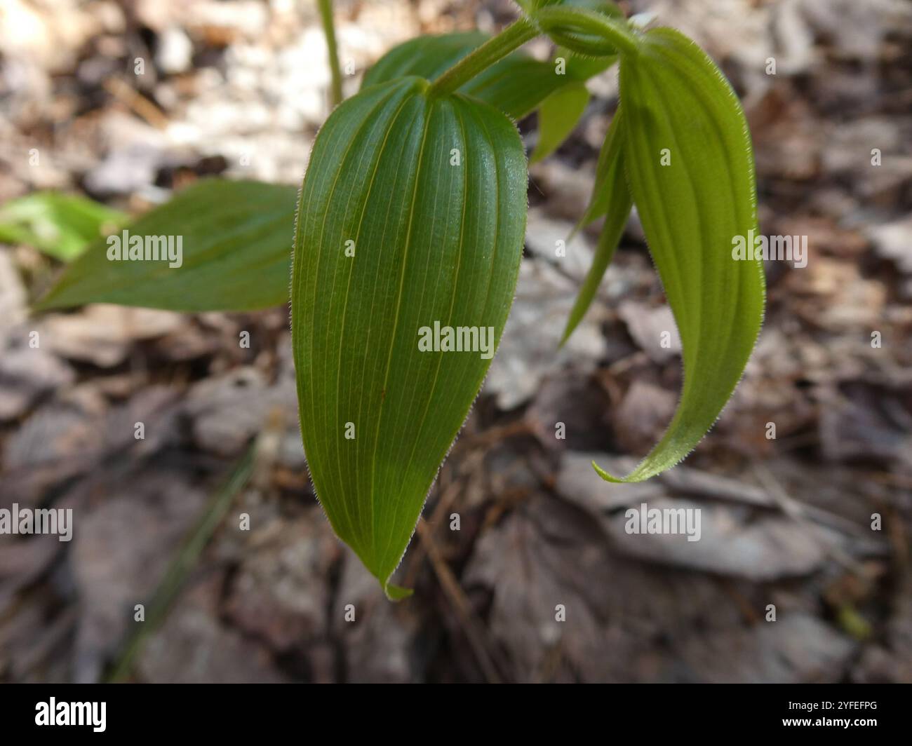 rose twisted-stalk (Streptopus lanceolatus Stock Photo - Alamy