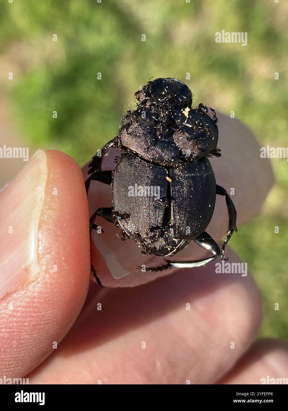 Dung Rollers (Canthon Stock Photo - Alamy