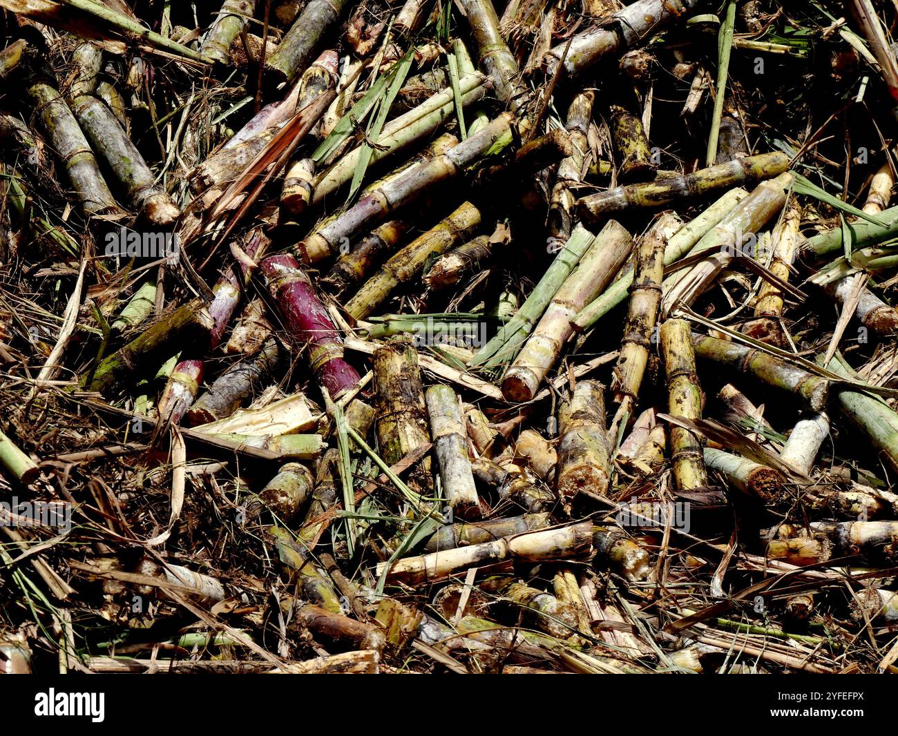 Sugarcane billets hi-res stock photography and images - Alamy