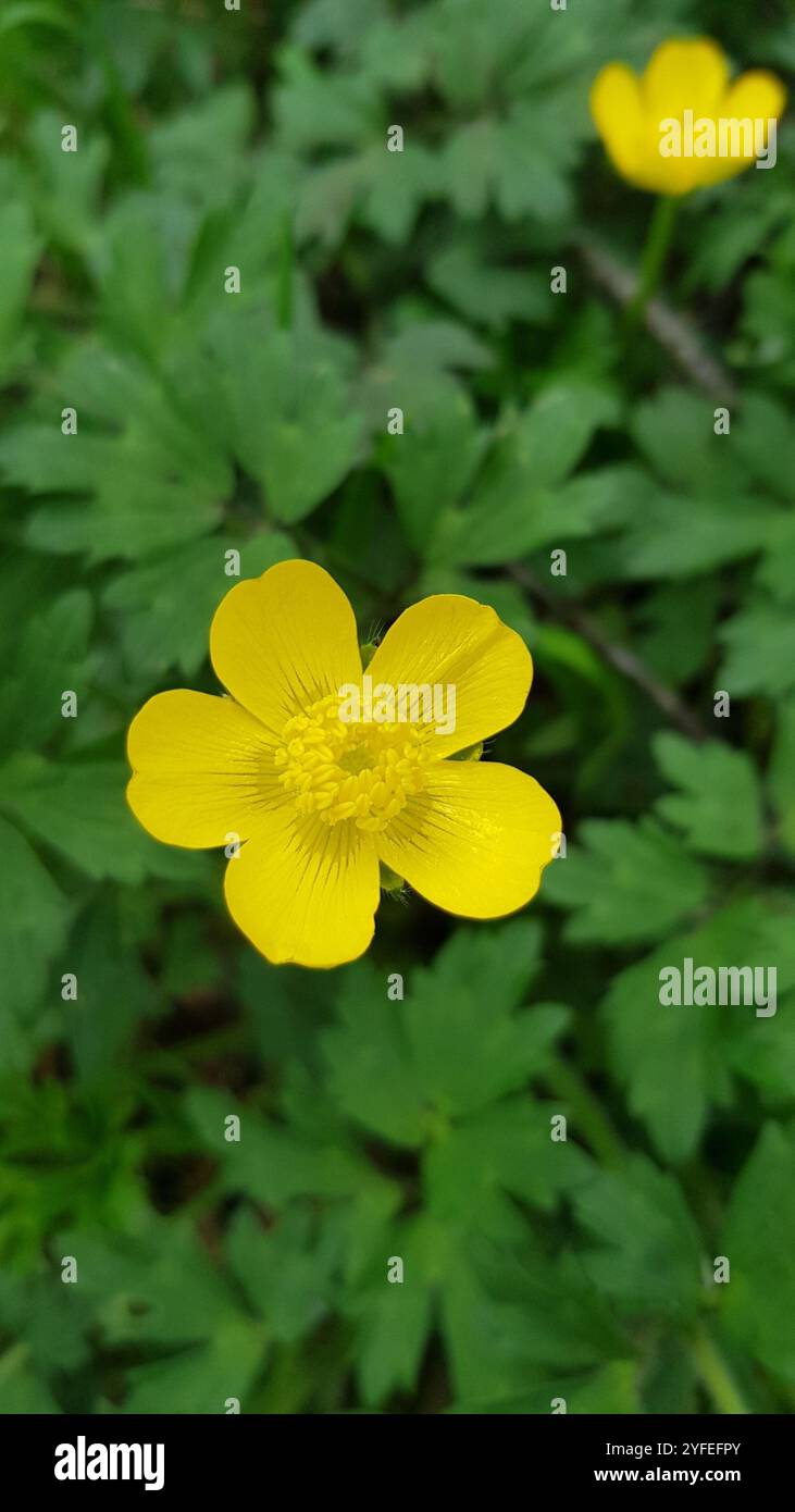 Creeping buttercup (Ranunculus repens Stock Photo - Alamy