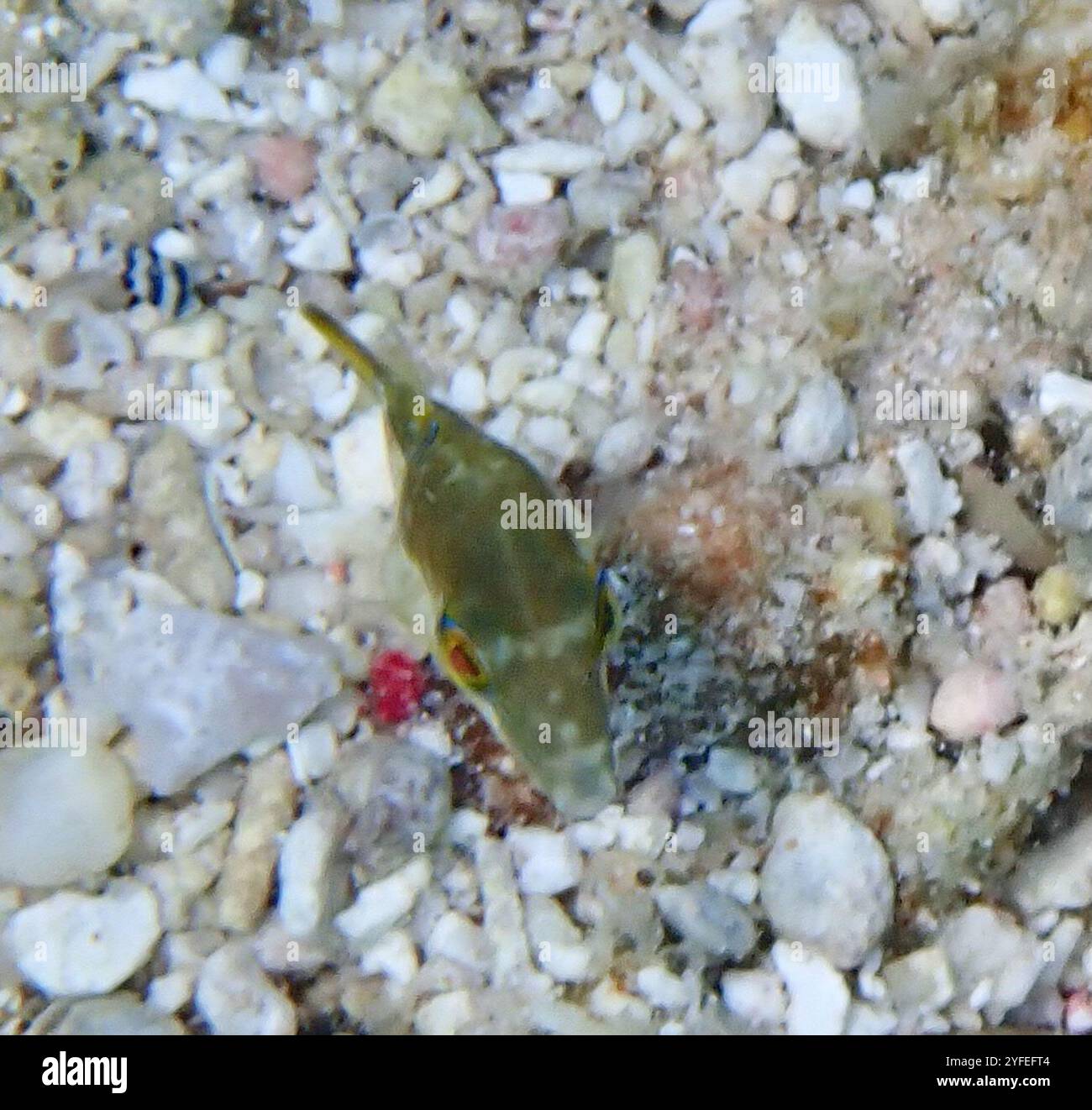 Caribbean Sharpnose Puffer (Canthigaster rostrata Stock Photo - Alamy