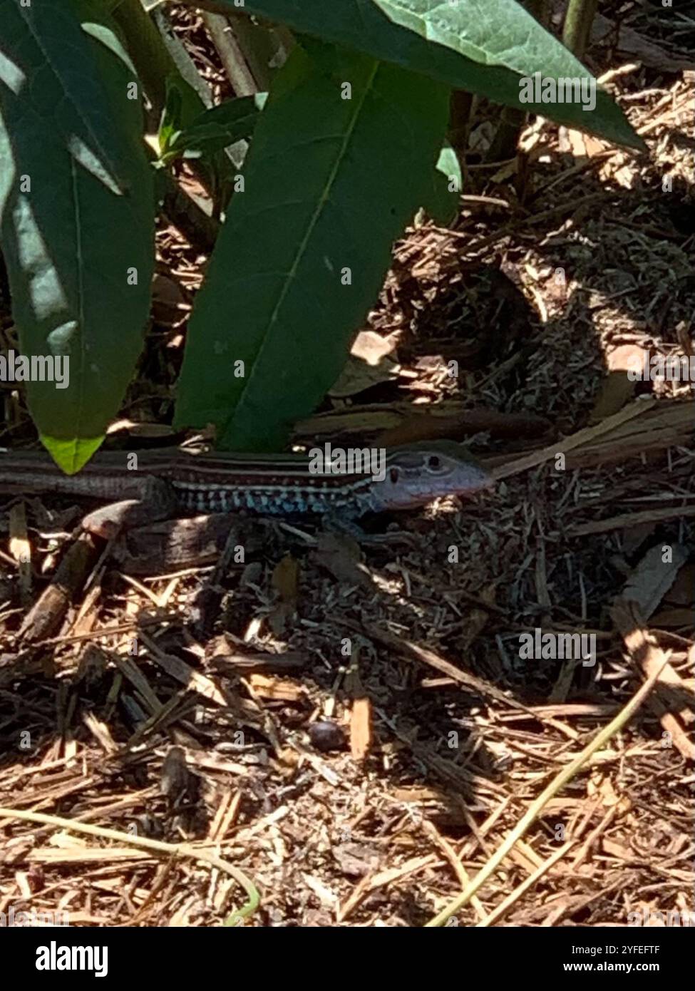 Common Spotted Whiptail (Aspidoscelis gularis Stock Photo - Alamy