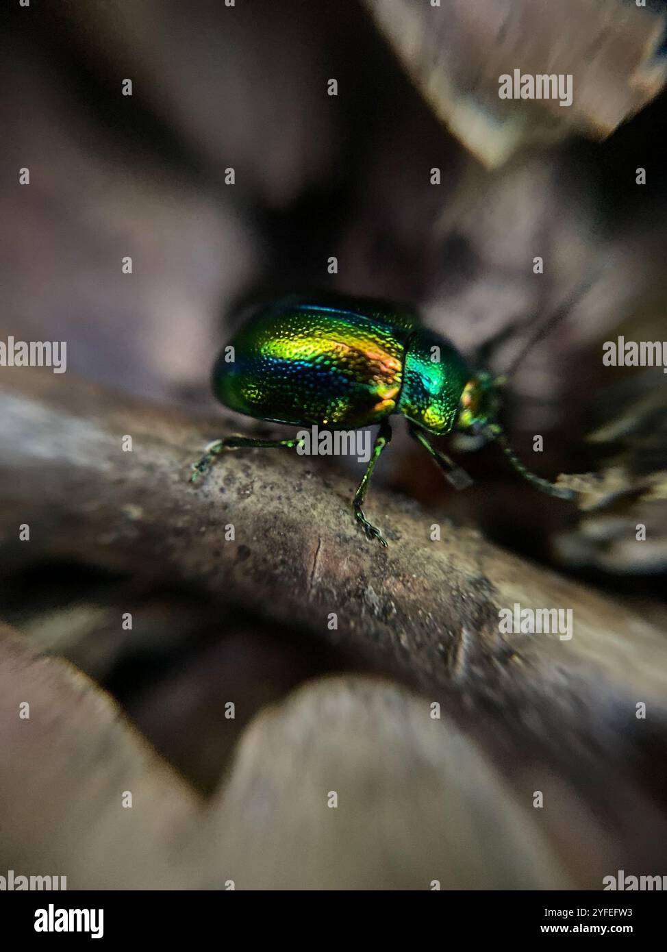 Dead-nettle Leaf Beetle (Fasta fastuosa Stock Photo - Alamy