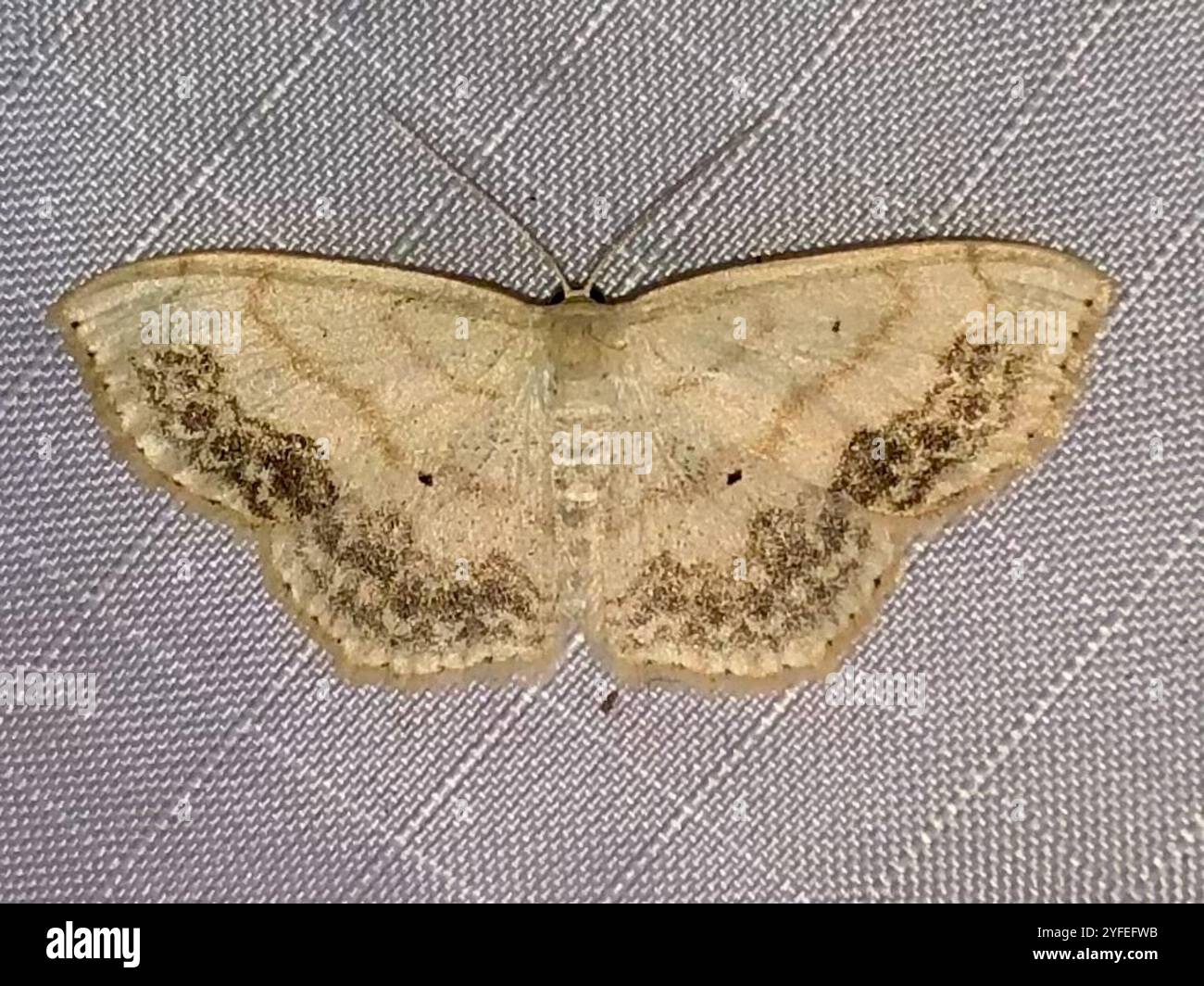 Large Lace-border Moth (Scopula limboundata Stock Photo - Alamy