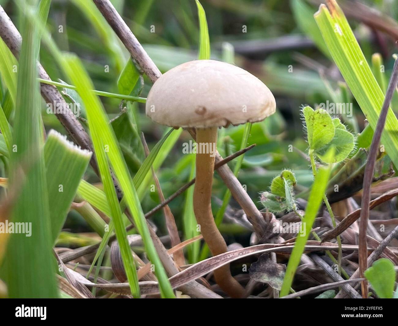 Mower's Mushroom (Panaeolus foenisecii Stock Photo - Alamy