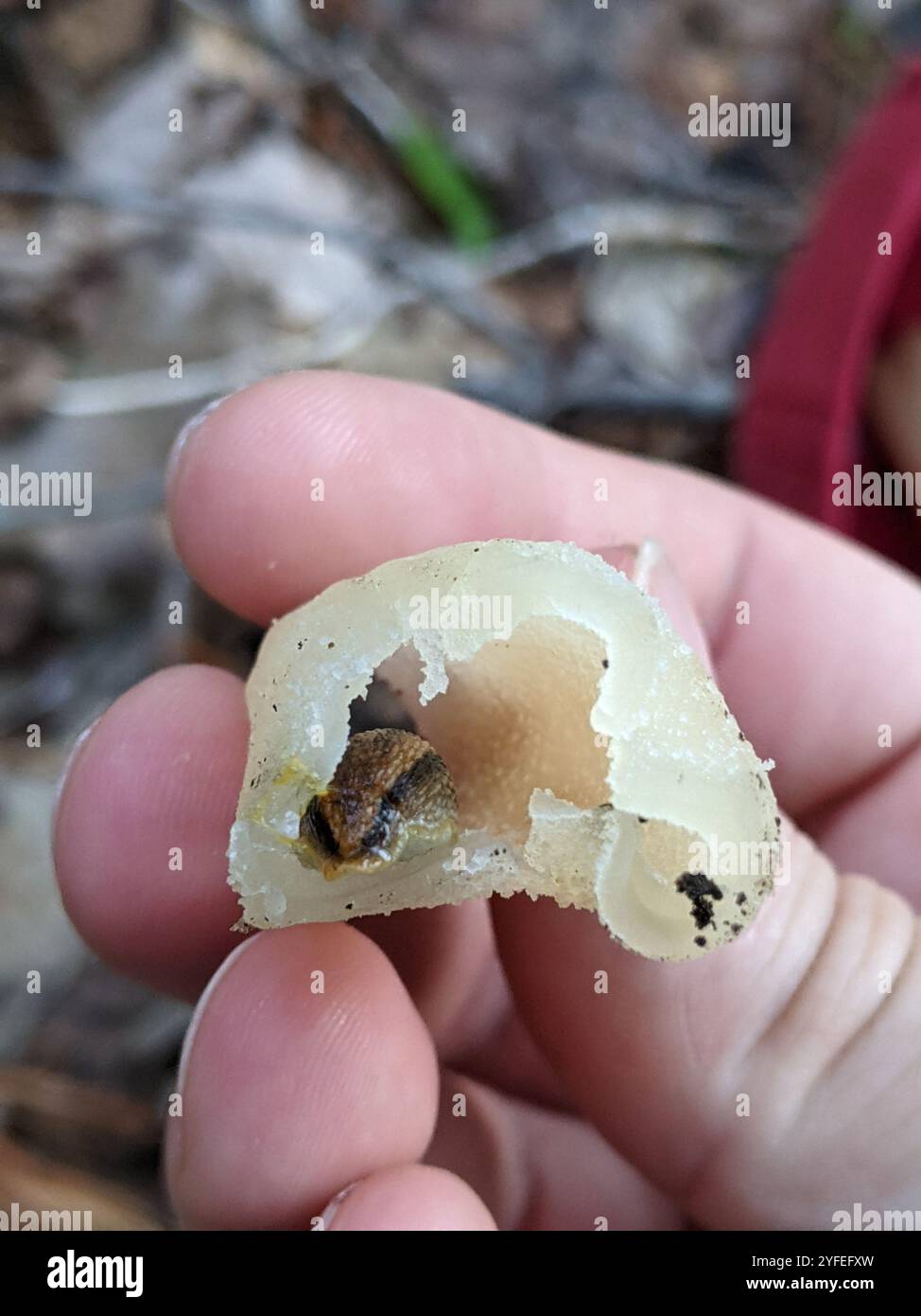 Half-free Morel (Morchella punctipes Stock Photo - Alamy