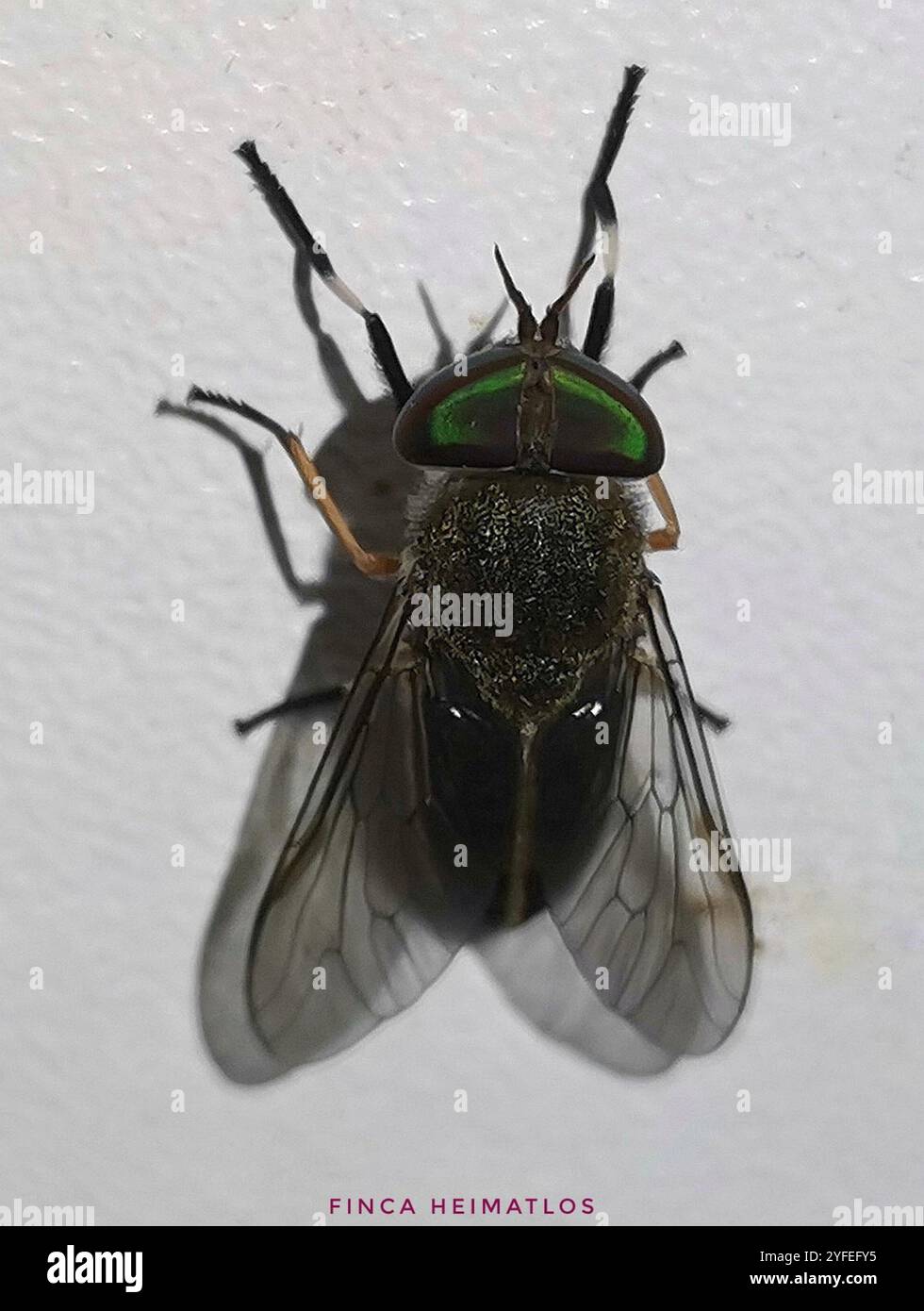 Horse and Deer Flies (Tabanidae Stock Photo - Alamy