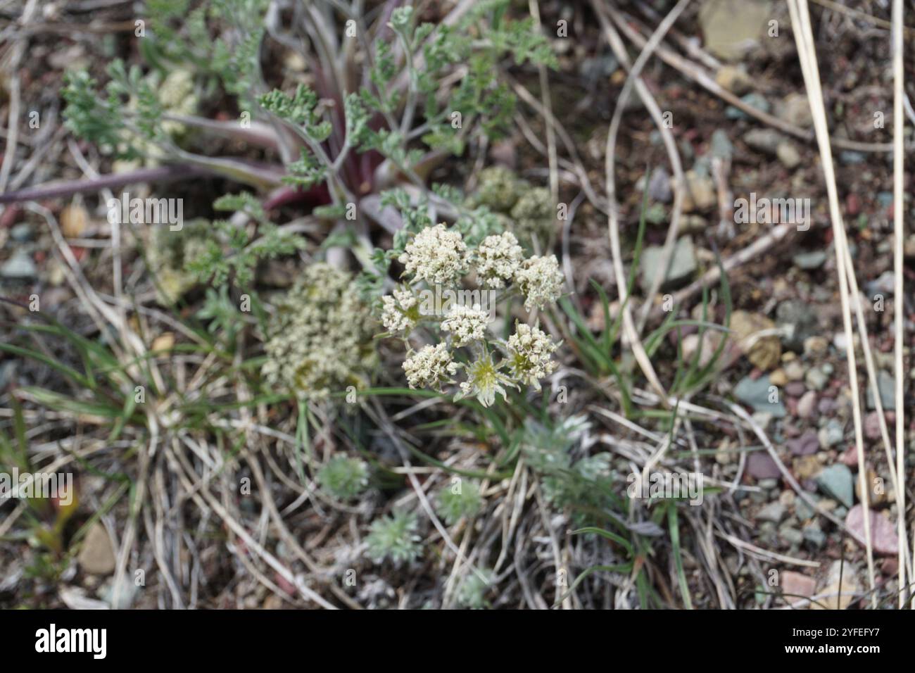 Bigseed hi-res stock photography and images - Alamy