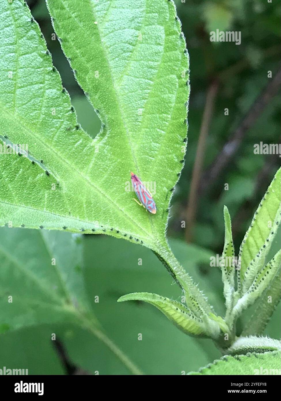 Red-banded Leafhopper (Graphocephala coccinea Stock Photo - Alamy
