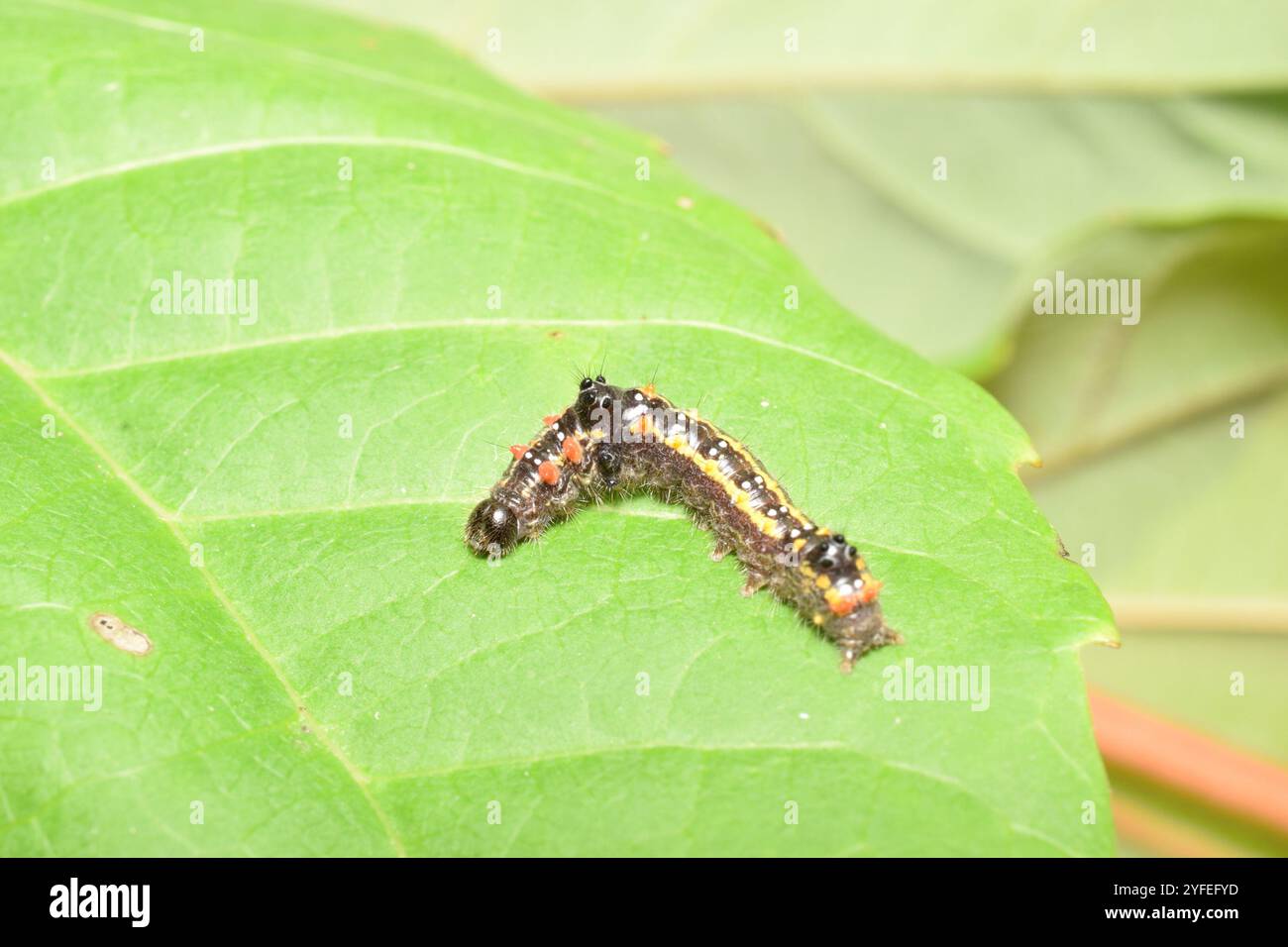 Anastomosis hi-res stock photography and images - Alamy