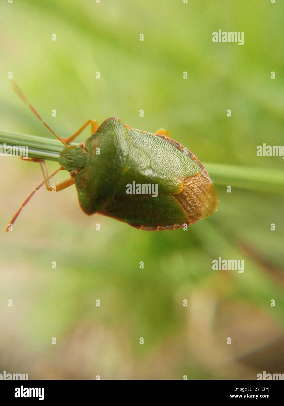 Green Shield Bug (Palomena prasina Stock Photo - Alamy