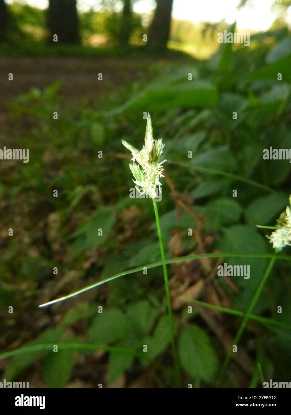 alpine grass (Carex brizoides Stock Photo - Alamy