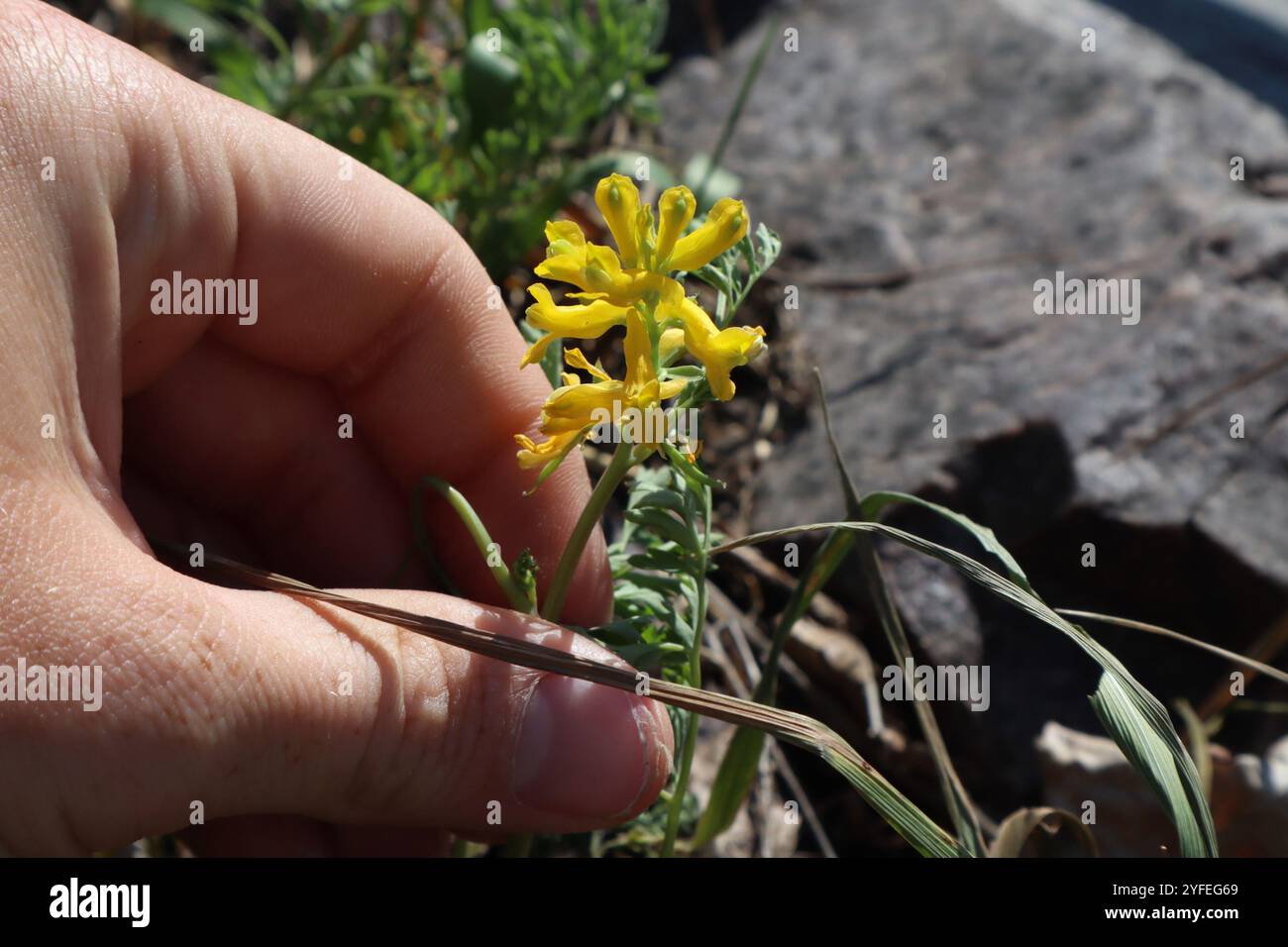 golden corydalis (Corydalis aurea Stock Photo - Alamy