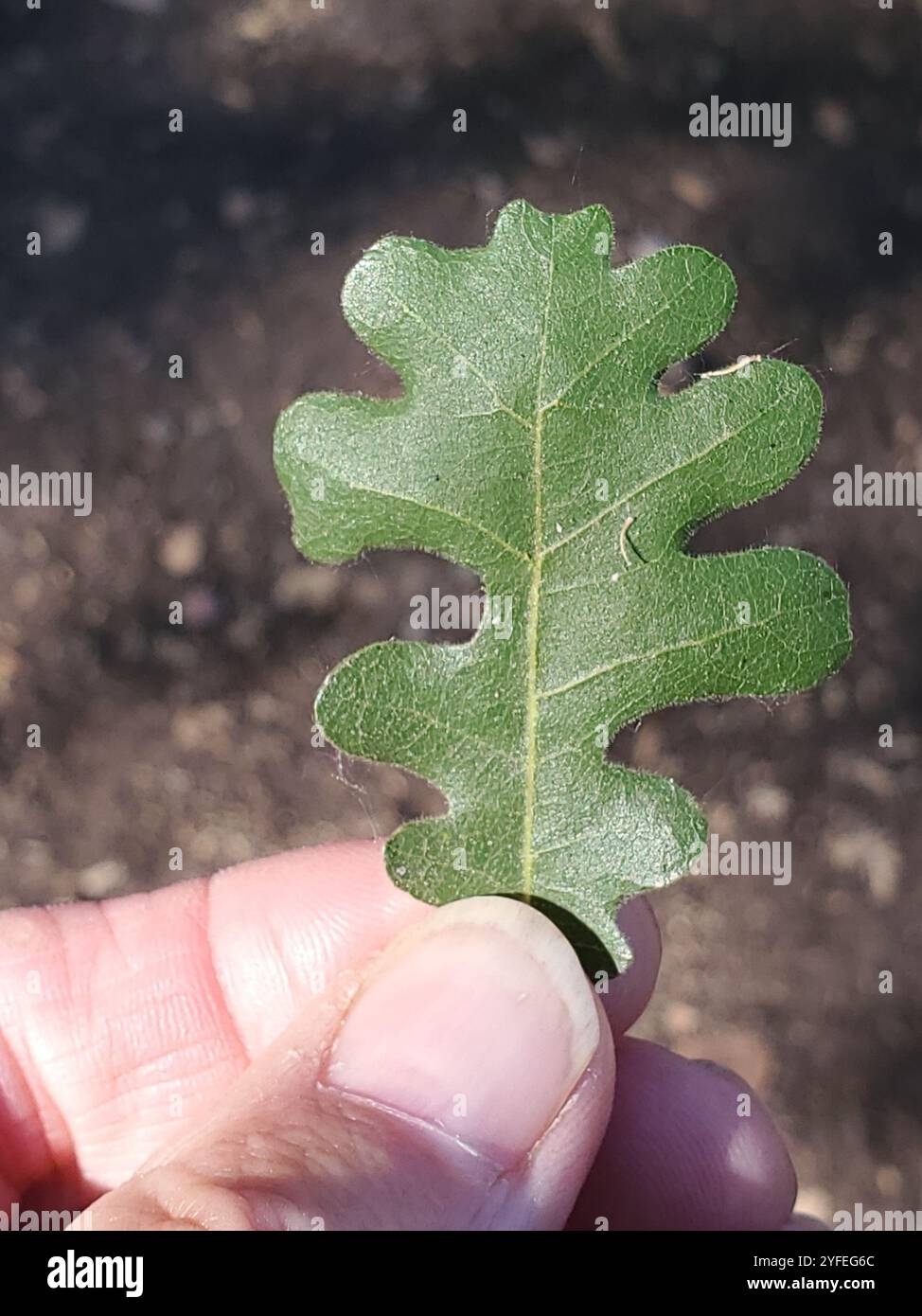 valley oak (Quercus lobata Stock Photo - Alamy