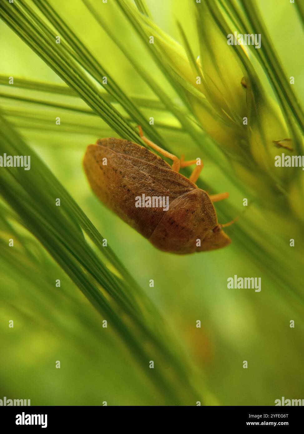 southern broad-bellied bug (Eurygaster austriaca Stock Photo - Alamy