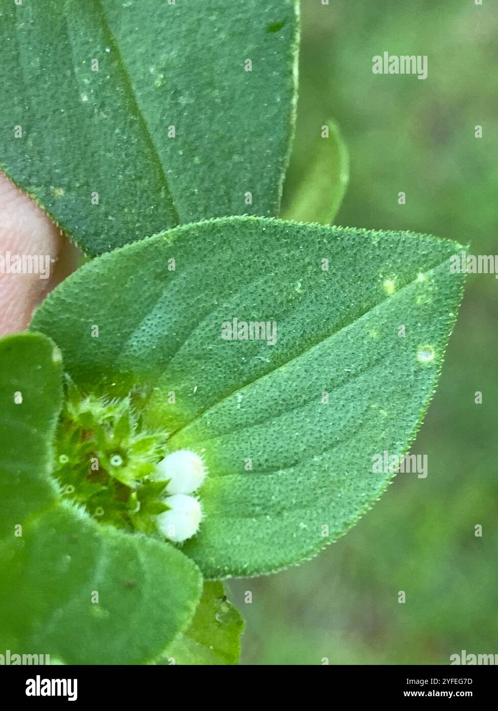 Florida Pusley (Richardia scabra Stock Photo - Alamy