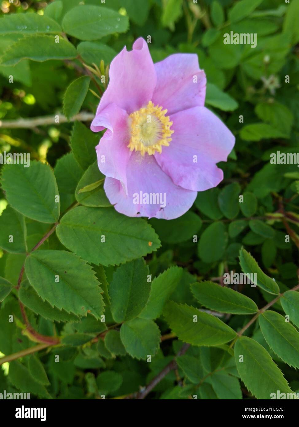 Nootka rose (Rosa nutkana Stock Photo - Alamy