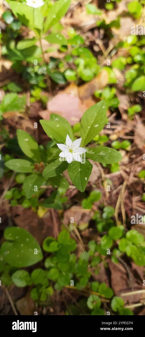 Arctic Starflower (Lysimachia europaea Stock Photo - Alamy