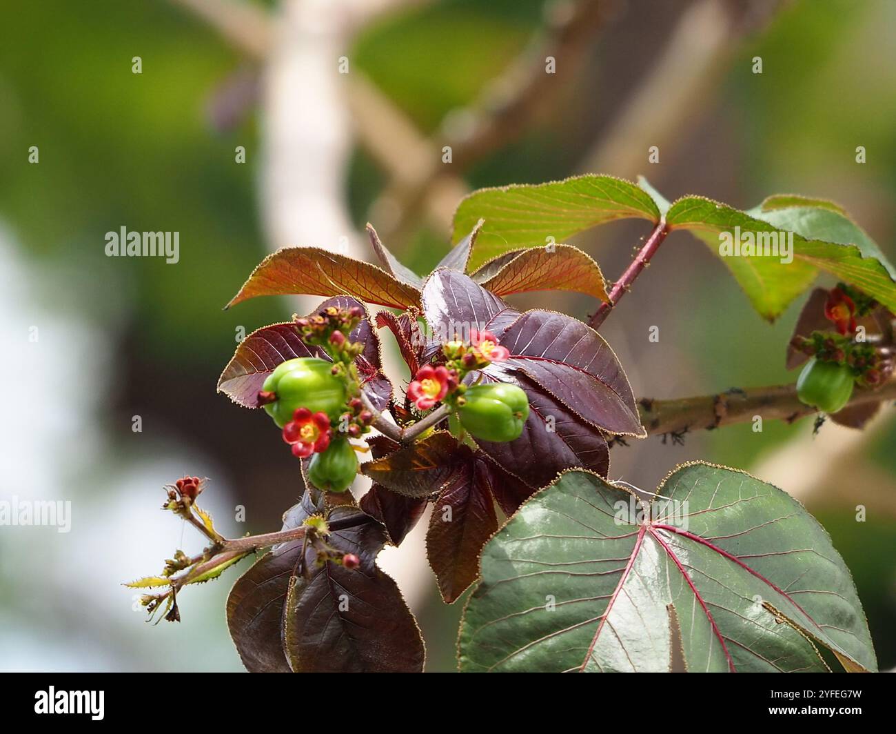 Bellyache Bush (Jatropha gossypiifolia Stock Photo - Alamy