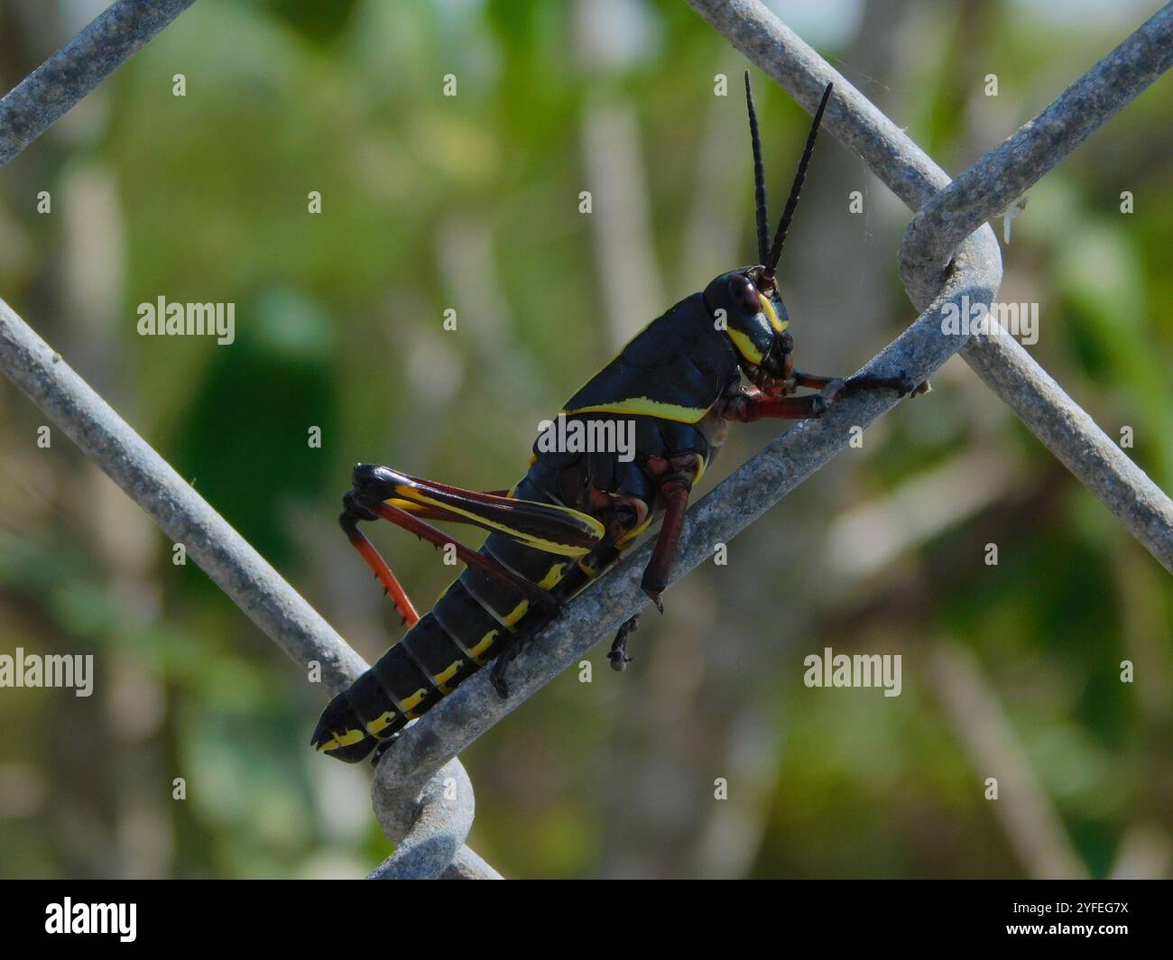 Eastern Lubber Grasshopper (Romalea microptera Stock Photo - Alamy