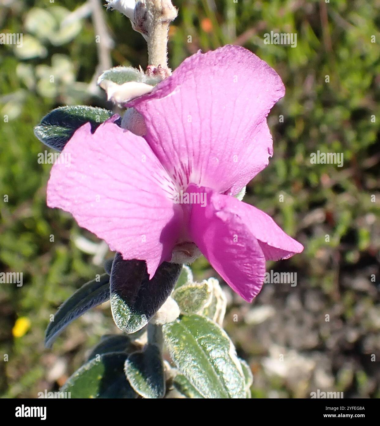 Hairy Capesweetpea (Podalyria burchellii Stock Photo - Alamy