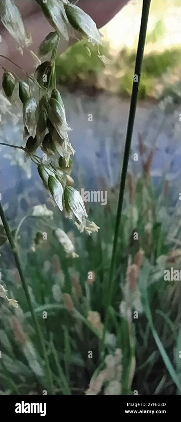 bison grass (Anthoxanthum nitens Stock Photo - Alamy