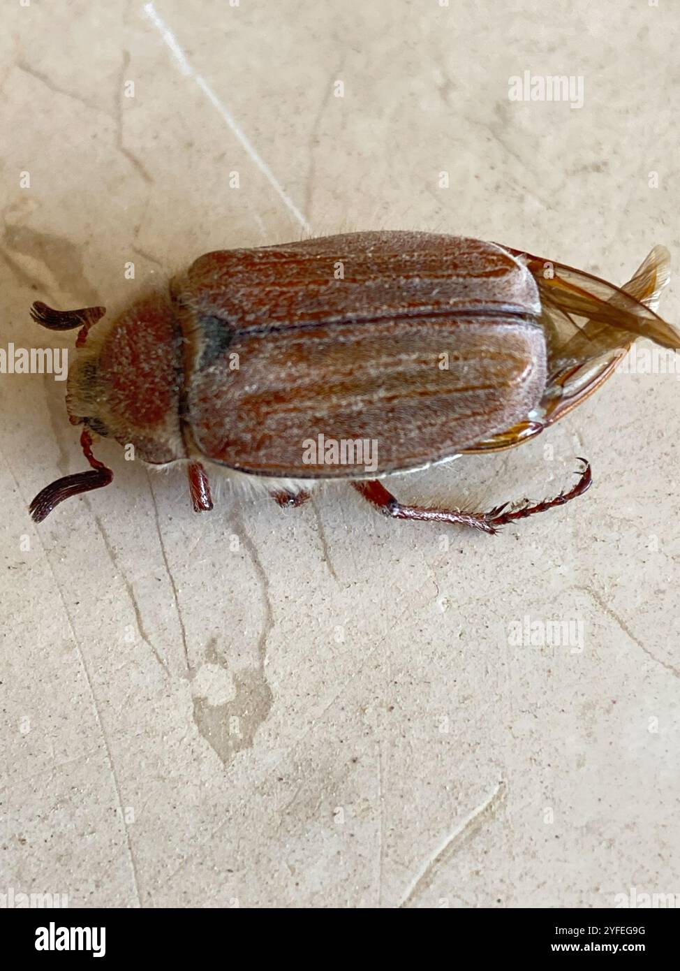 Chestnut cockchafer (Melolontha hippocastani Stock Photo - Alamy